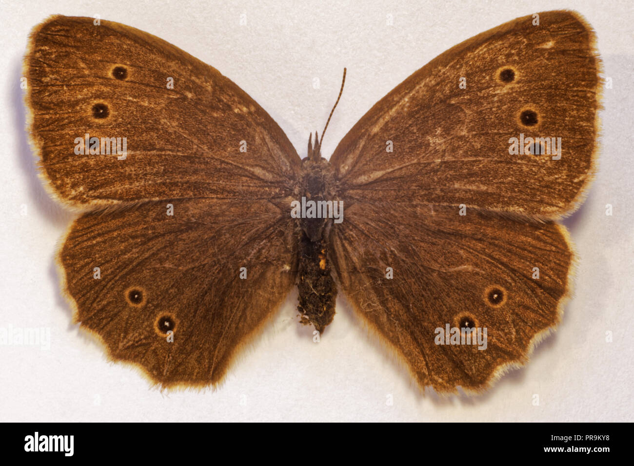 Satyr butterflies hi-res stock photography and images - Alamy