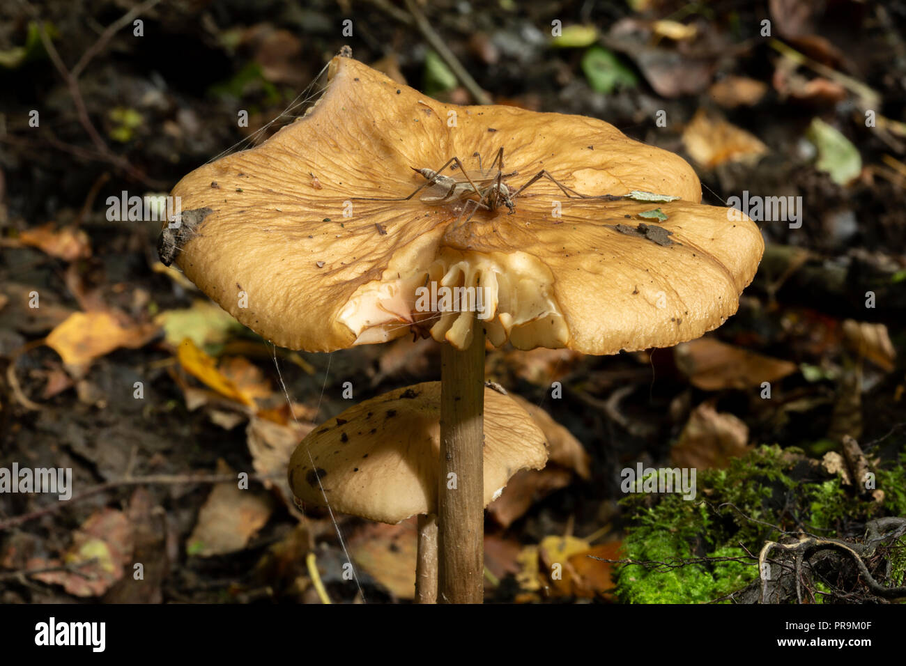 Decaying fungus surmounted by dead crane fly Stock Photo - Alamy