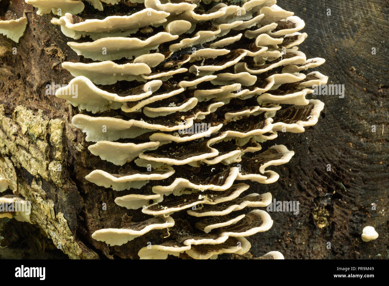Trametes versicolor – also known as Coriolus versicolor and Polyporus ...