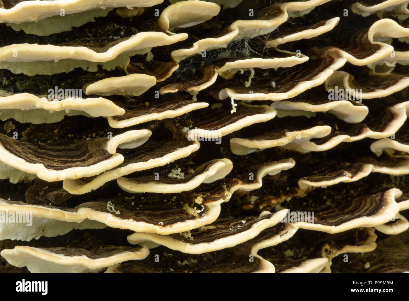 Trametes versicolor – also known as Coriolus versicolor and Polyporus ...