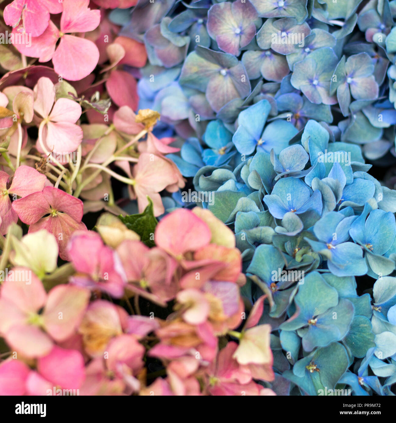 the Bouquets of pink and blue hydrangeas close-up as a designer card ...