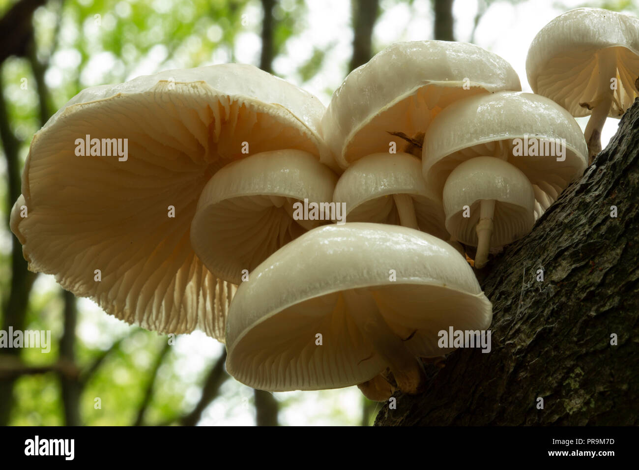 Porcelain fungus (Oudemansiella mucida) viewed from below with the ...
