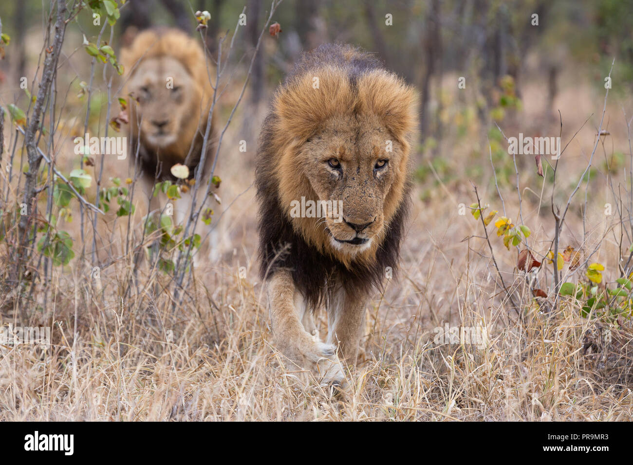Male lions on the move patrolling their territory in the Kruger ...