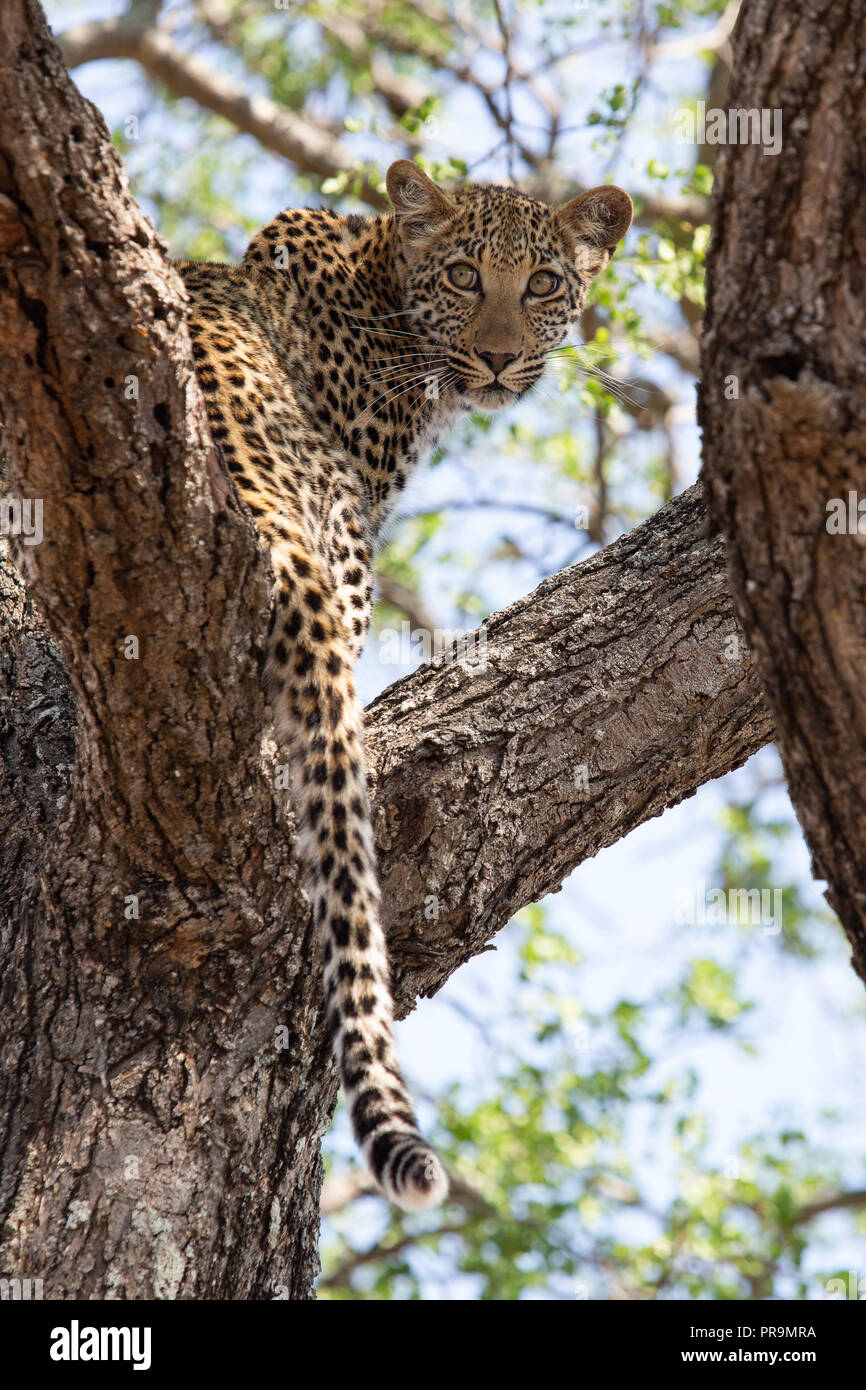 Leopard in tree sunset hi-res stock photography and images - Alamy