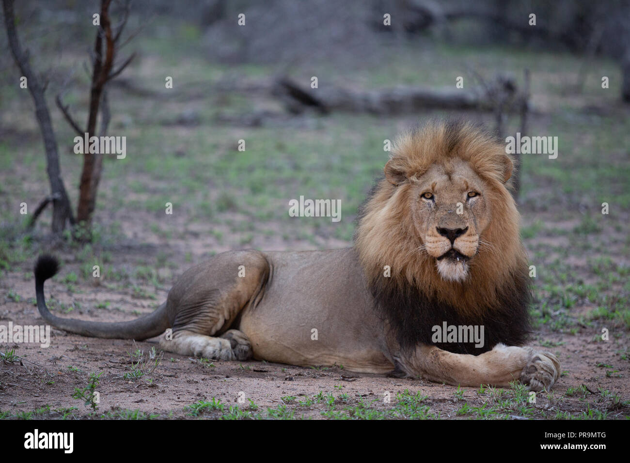 Full body image hi-res stock photography and images - Alamy