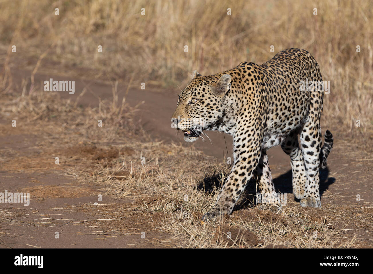 Leopard feet hi-res stock photography and images - Alamy