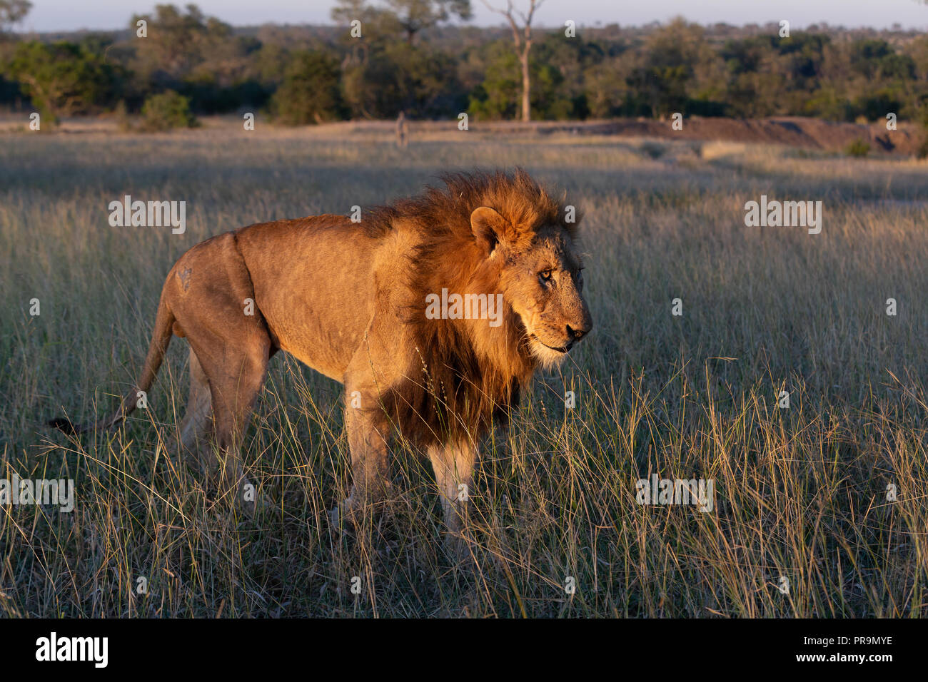Lion sideways hi-res stock photography and images - Alamy