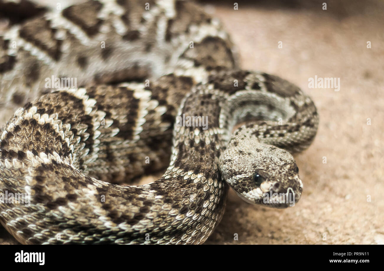 California Rattle Snake Stock Photos & California Rattle Snake Stock ...