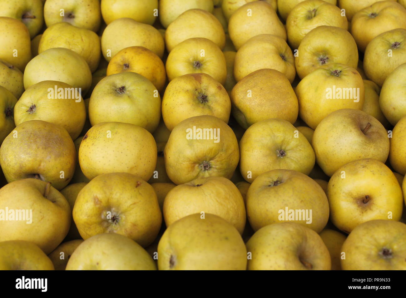 A bunch of ripe freshly picked organic crunchy yellow golden apples at ...