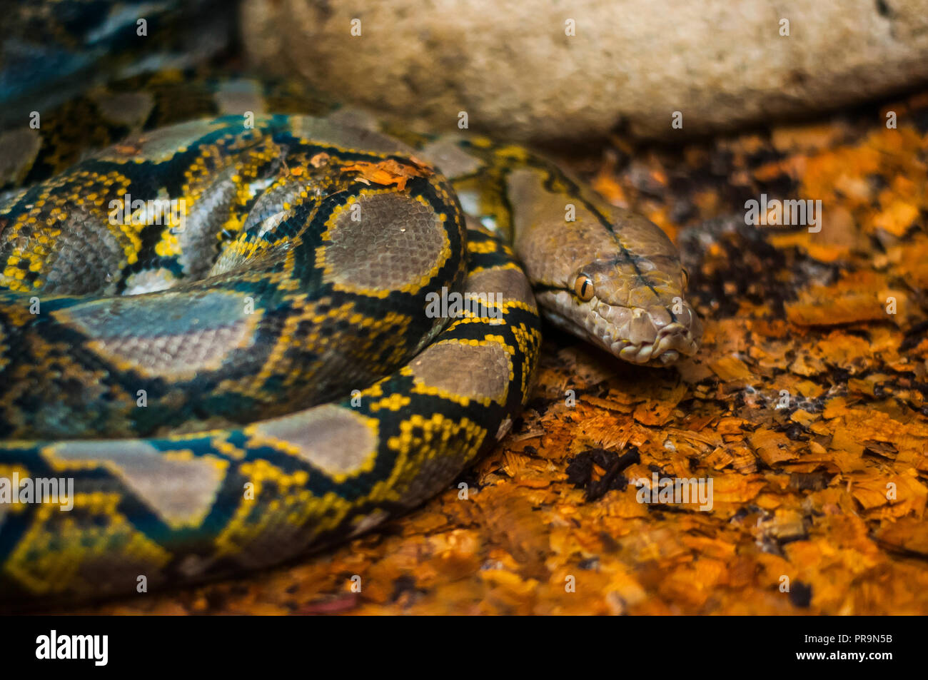 Rattlesnake smelling hi-res stock photography and images - Alamy