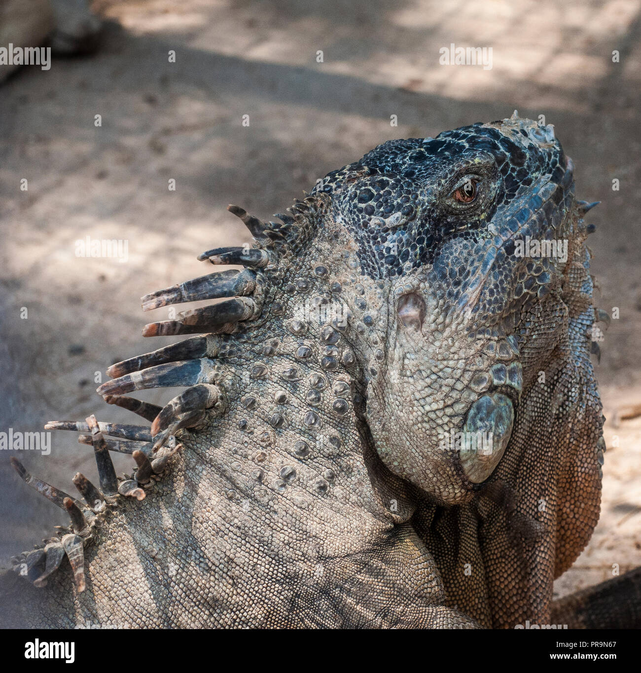 Iguana at a farm in La Paz BCS. MEXICO Stock Photo - Alamy