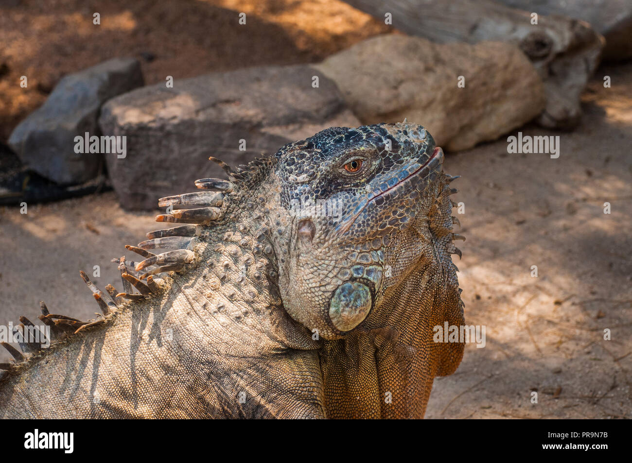 Iguana at a farm in La Paz BCS. MEXICO Stock Photo - Alamy