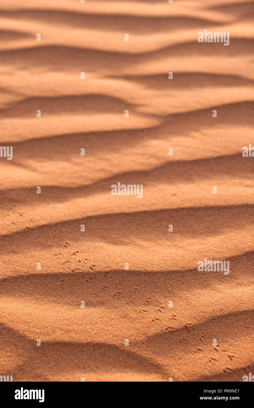 Sand dune texture with small animal footsteps Stock Photo - Alamy