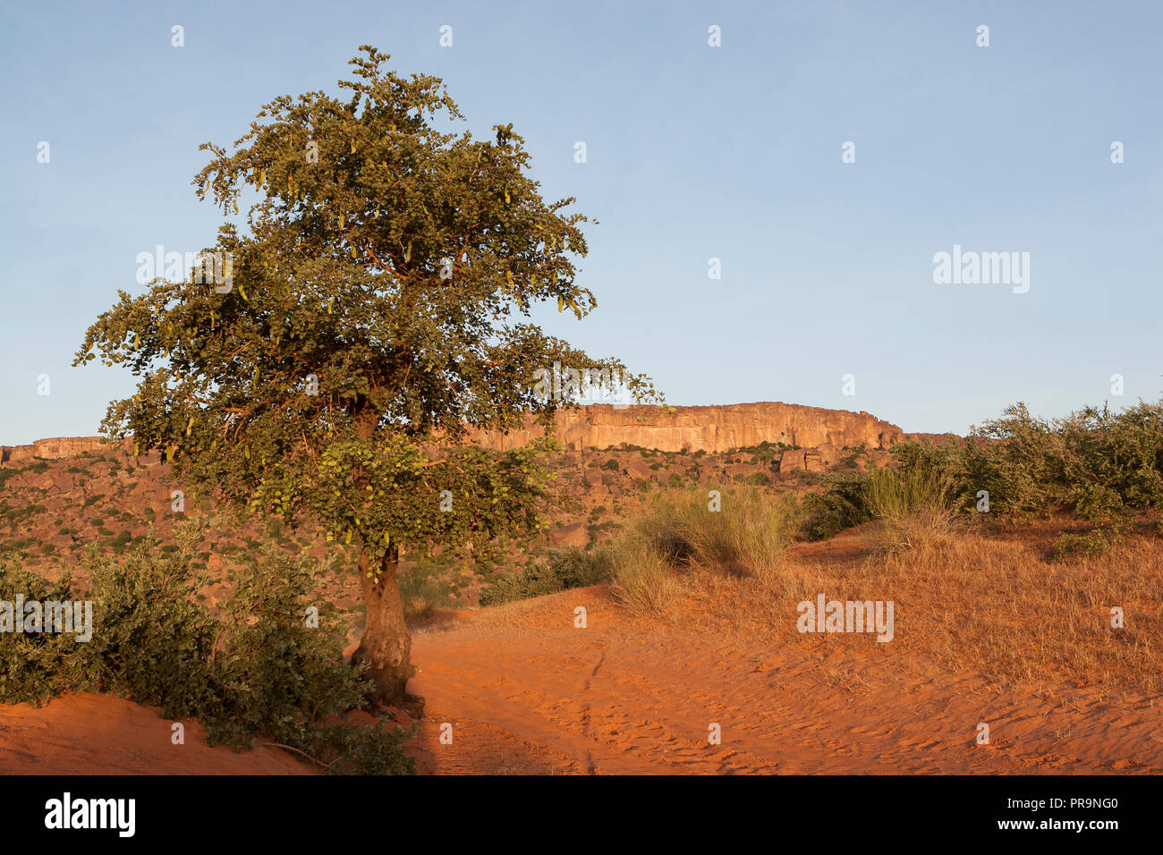 Landscape with sand dune and Bandiagara Escarpment at dawn in Mali ...