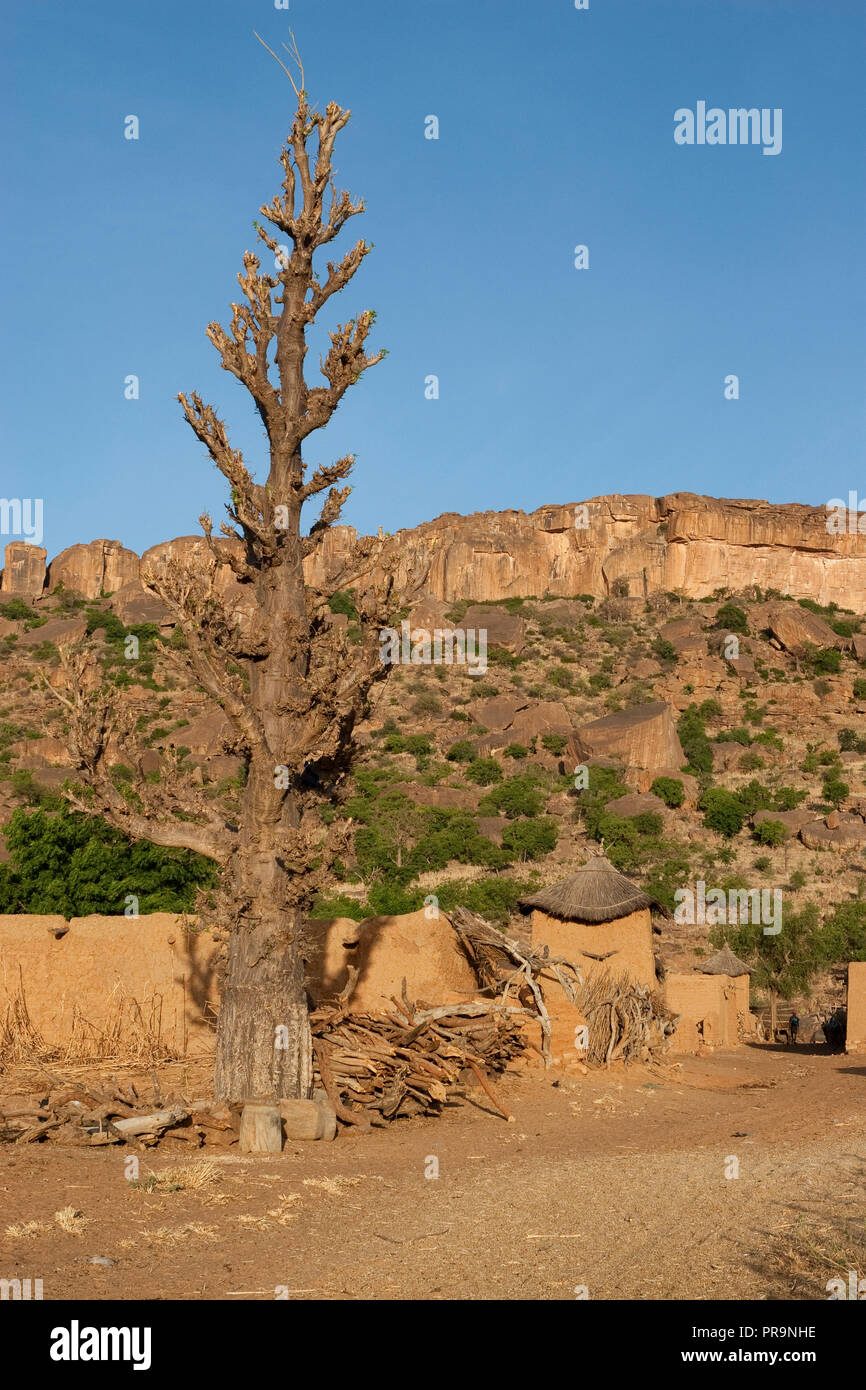 A tree in a Dogon village near Bandiagara Escarpment in Mali, Africa ...
