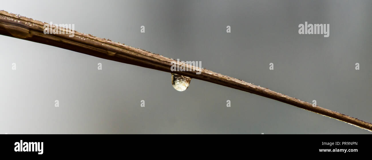 Drip falling from leaf Stock Photo - Alamy