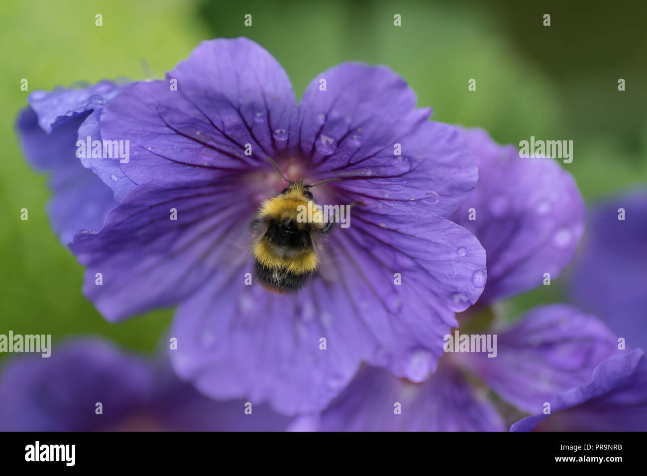 Bumble bee in flower Stock Photo - Alamy
