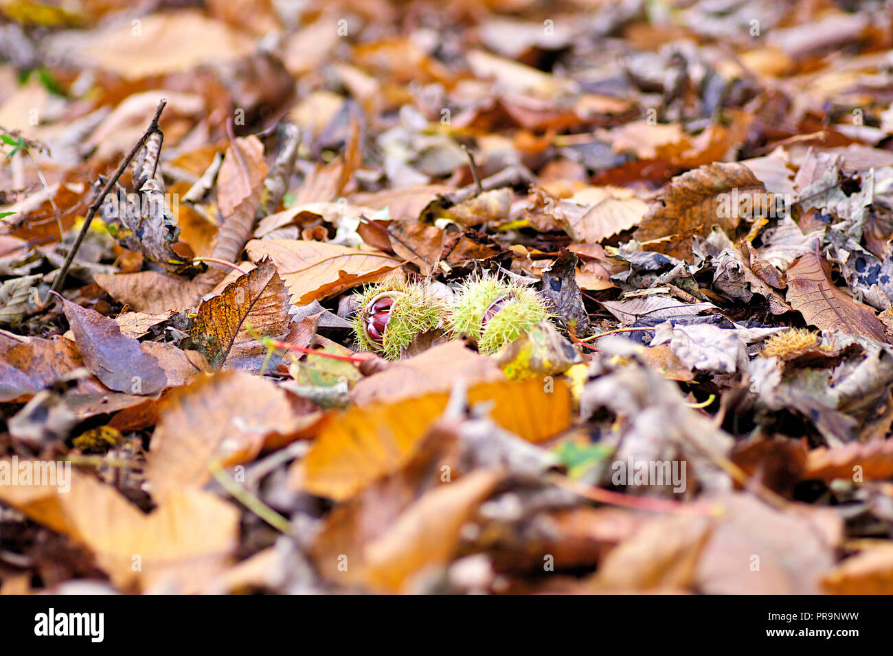 Autumn conkers hi-res stock photography and images - Alamy