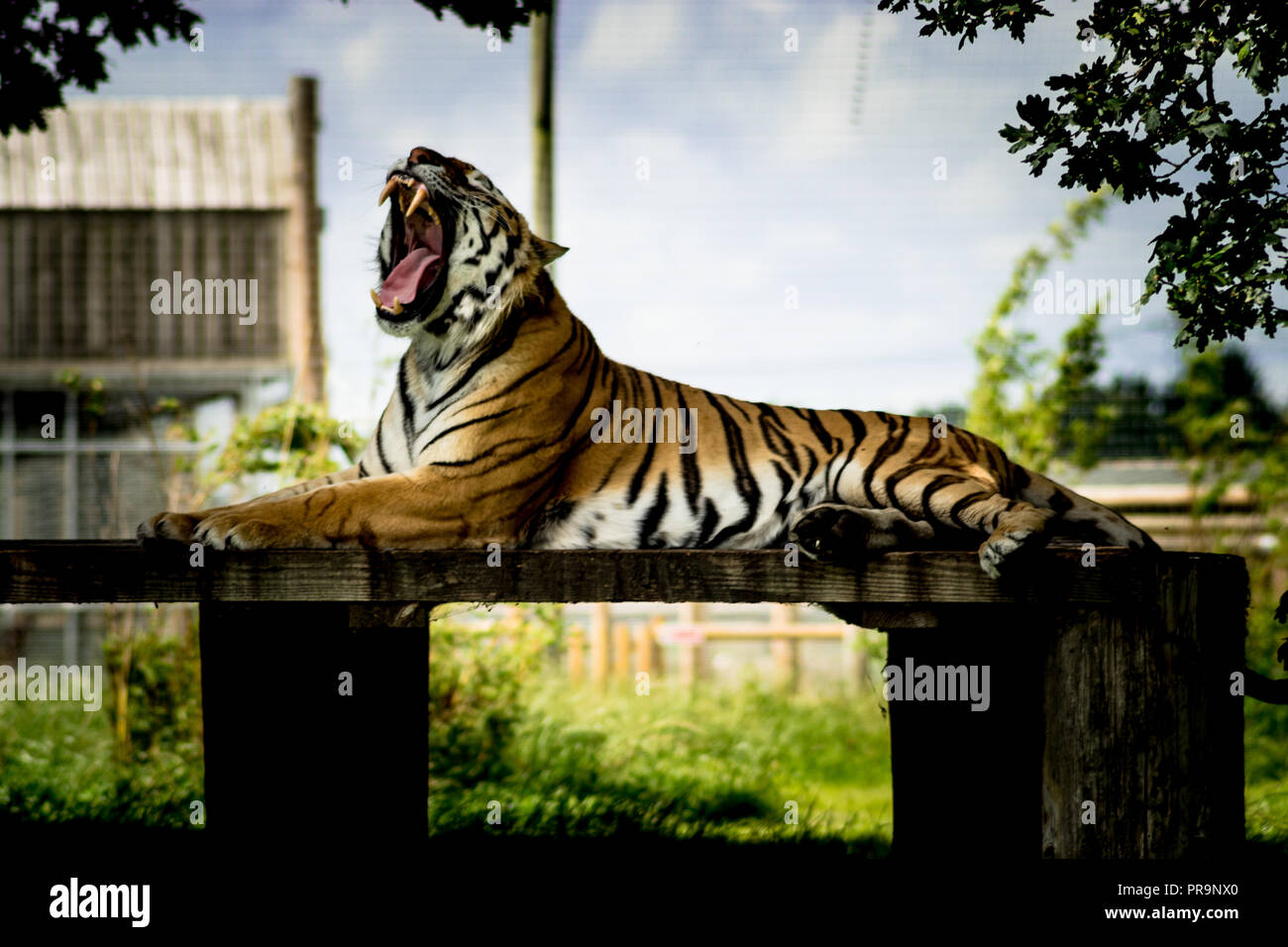 Tiger roar hi-res stock photography and images - Alamy