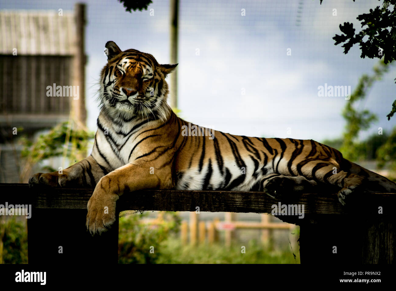 Tiger laying down hi-res stock photography and images - Alamy