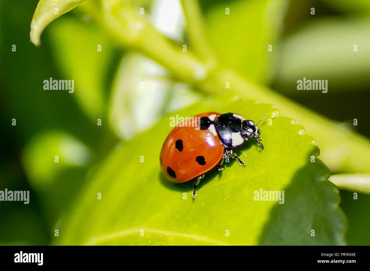 Black spots on red hi-res stock photography and images - Alamy