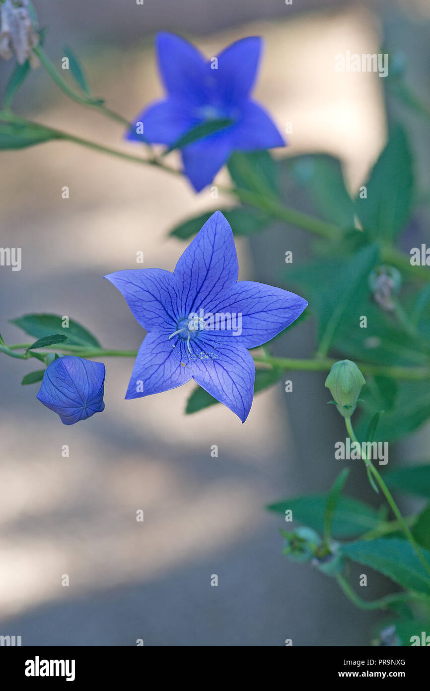 Macro of blue balloon flower Platycodon grandiflorus with bokeh ...
