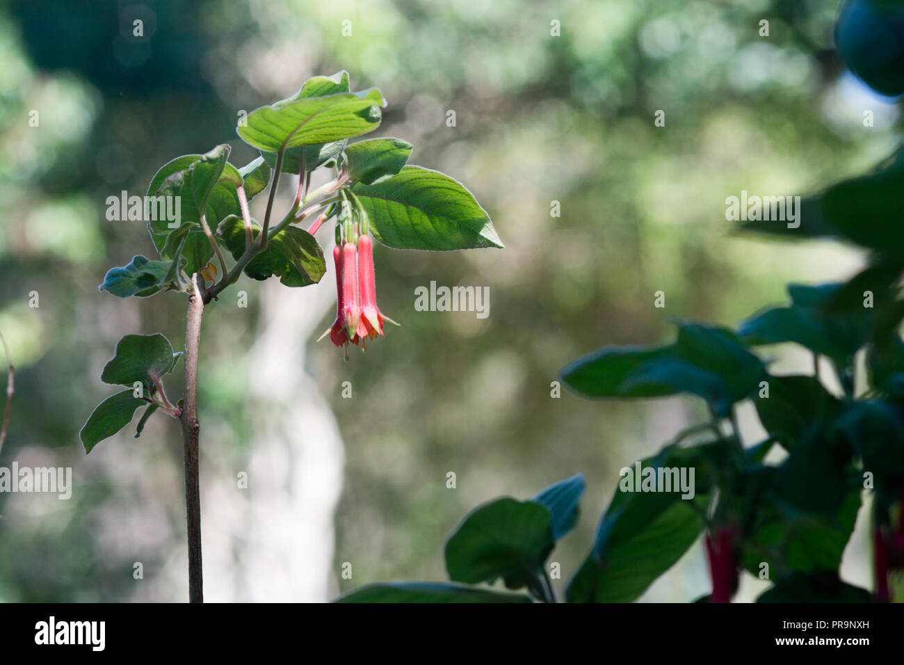 Red bell shape flowers macro closeup with bokeh copy space, probably ...
