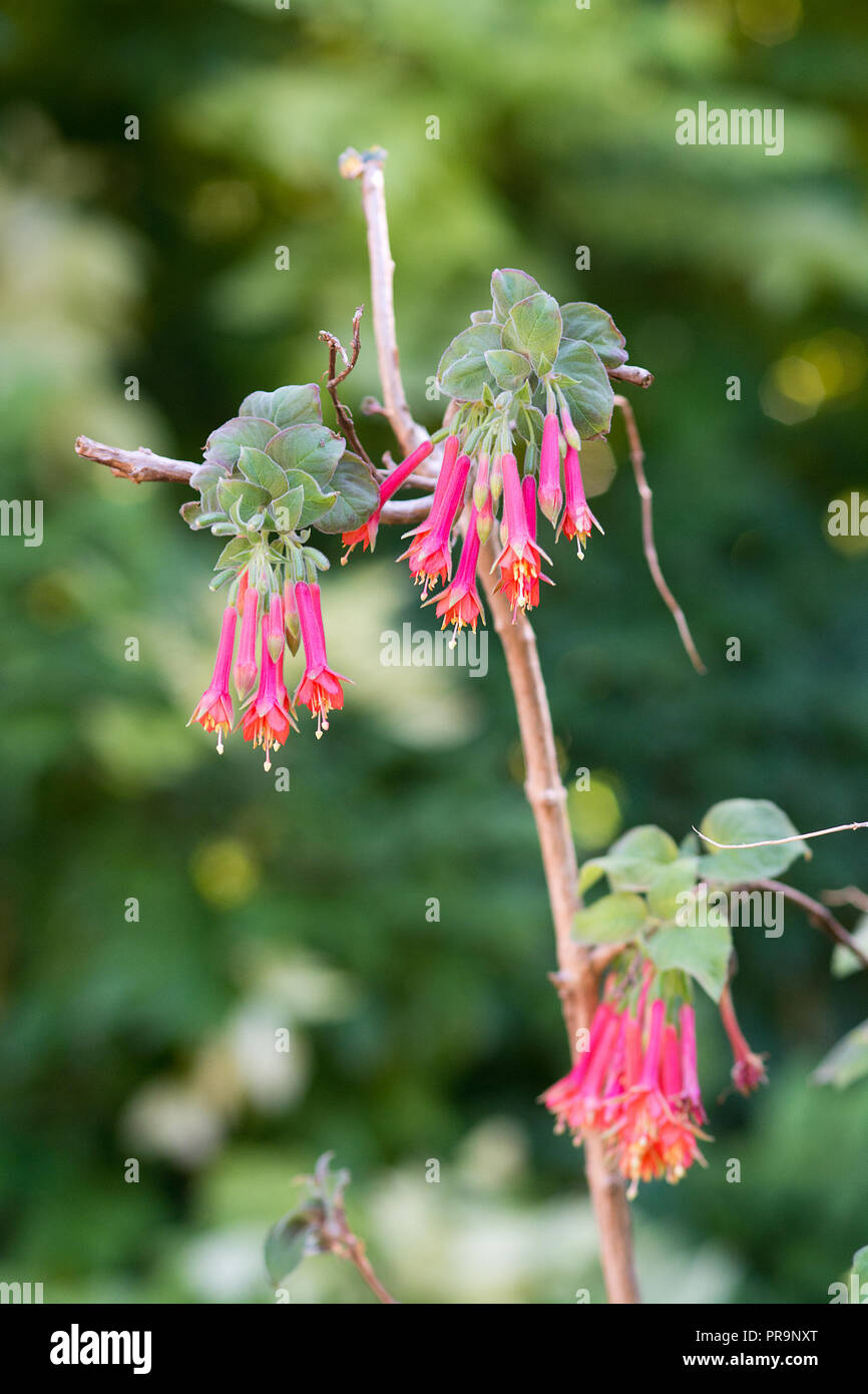 Red bell shape flowers macro closeup with bokeh copy space, probably ...