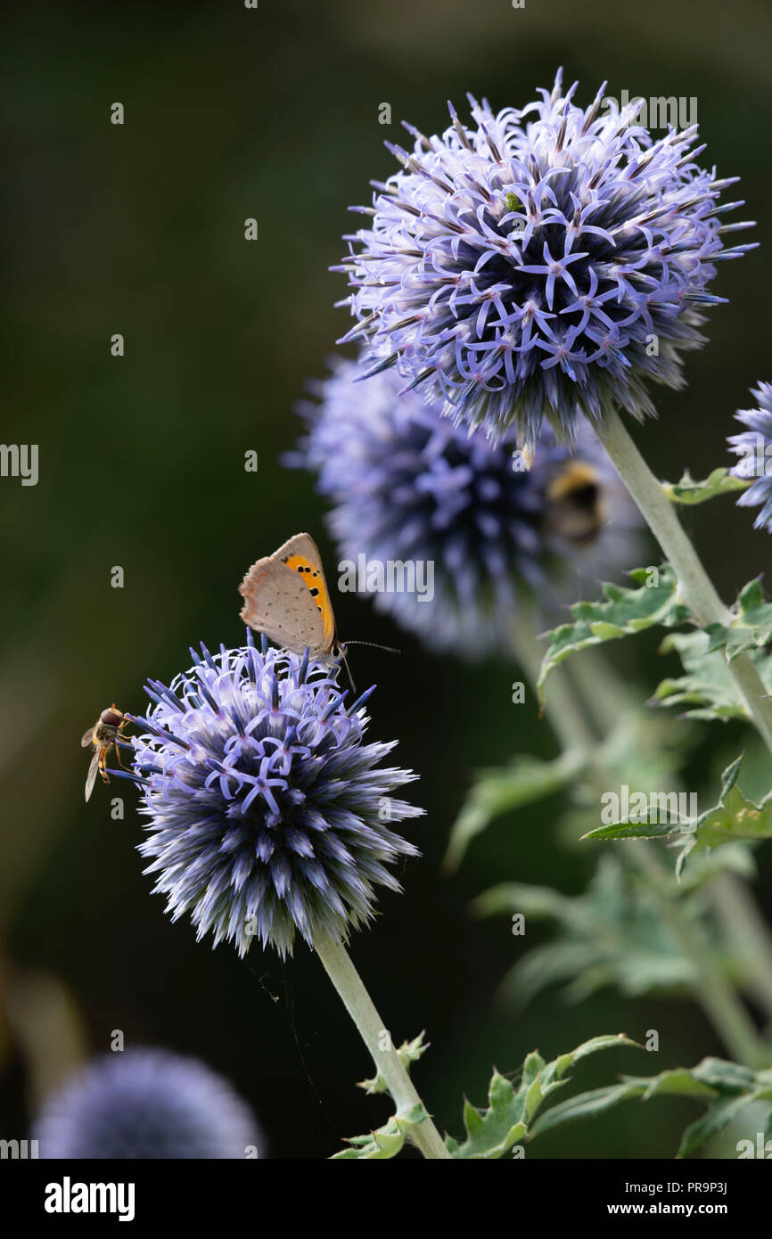 A Small Copper Butterfly (Lycaena Phlaeas) and a Hoverfly (Syrphus ...