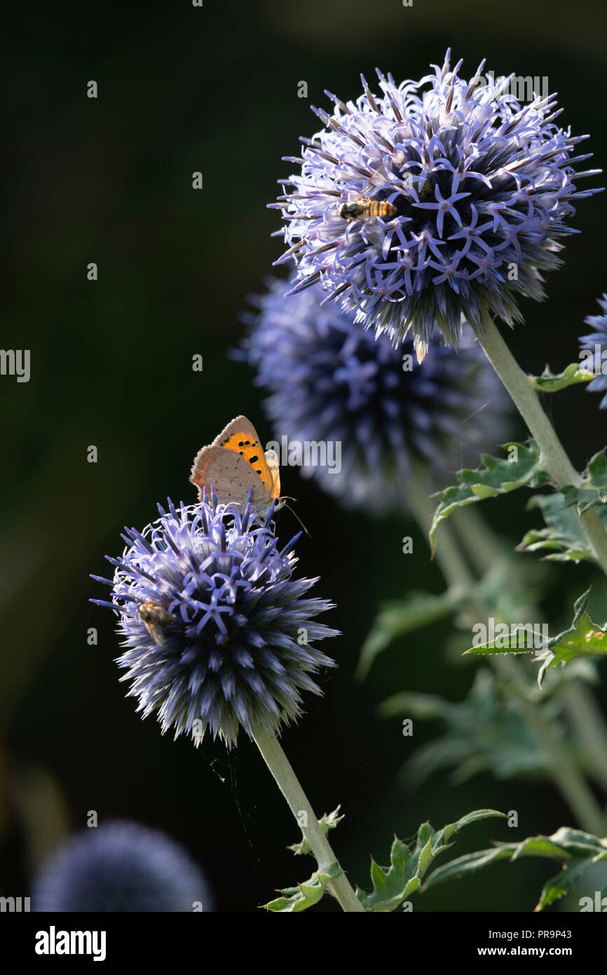 Globe thistle insects hi-res stock photography and images - Alamy