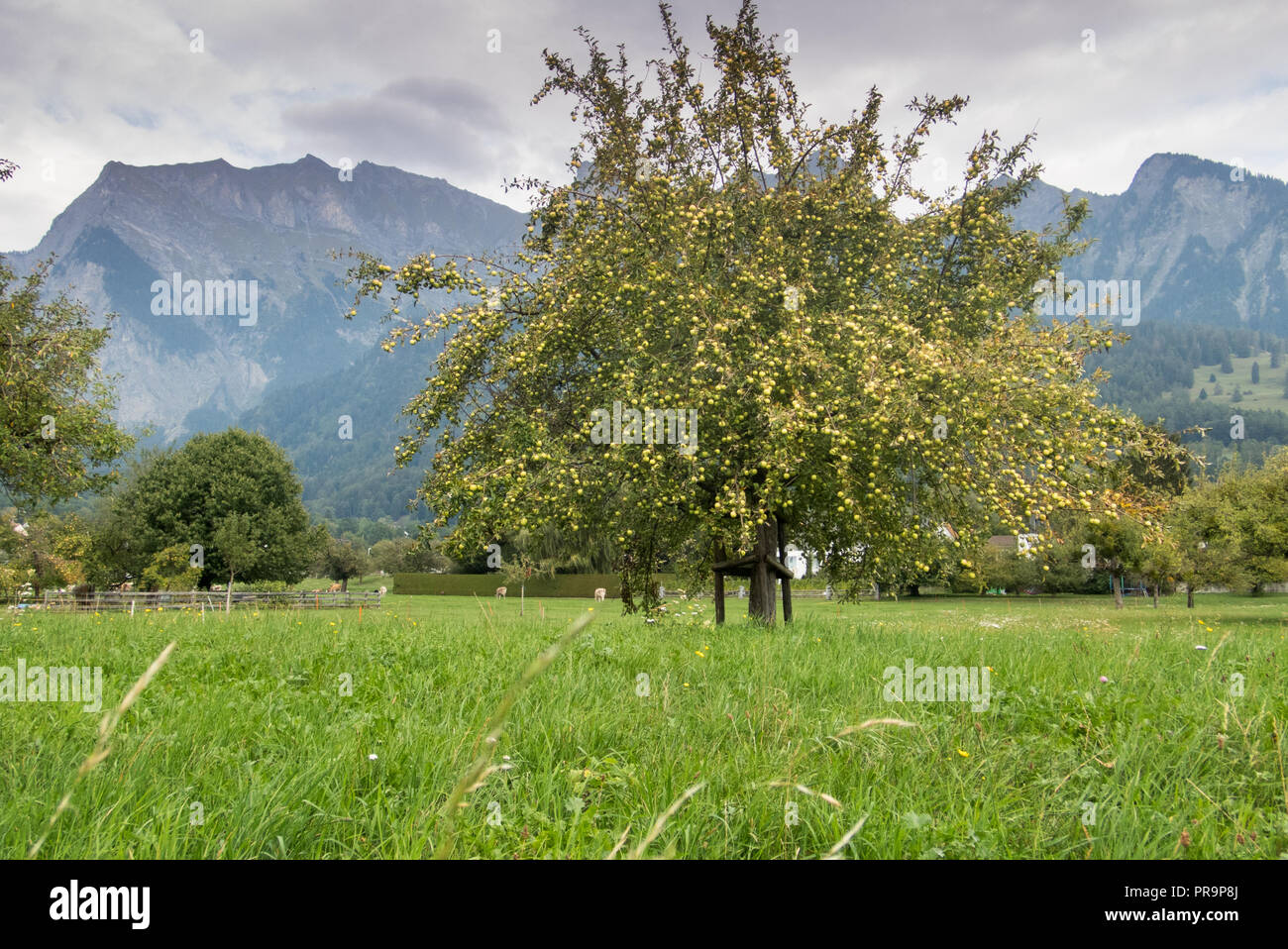 single apple tree in late summer with hundreds of green appples ready ...