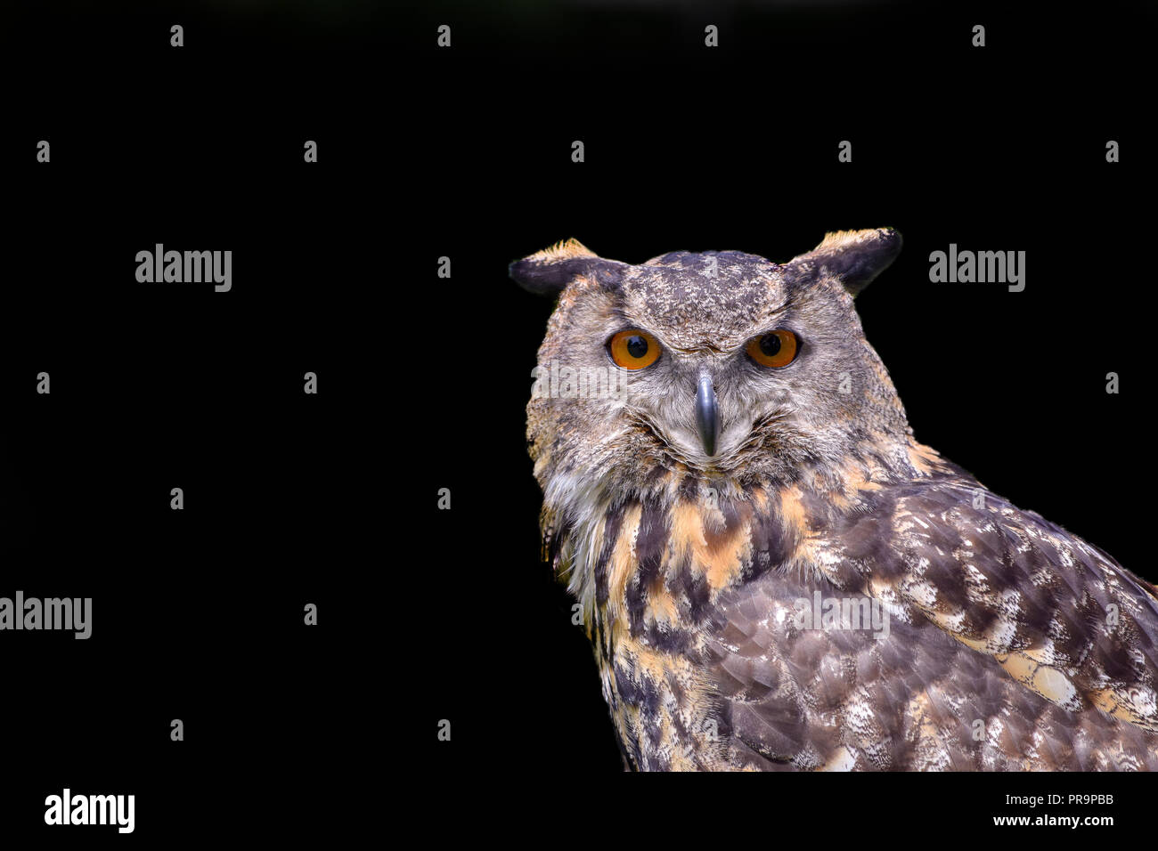 Black eagle owl hi-res stock photography and images - Alamy