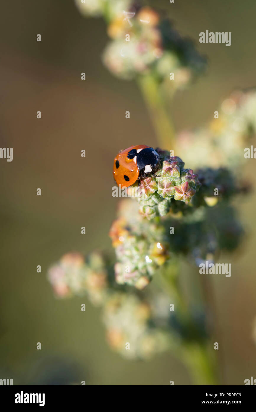Ladybird with water droplet hi-res stock photography and images - Alamy