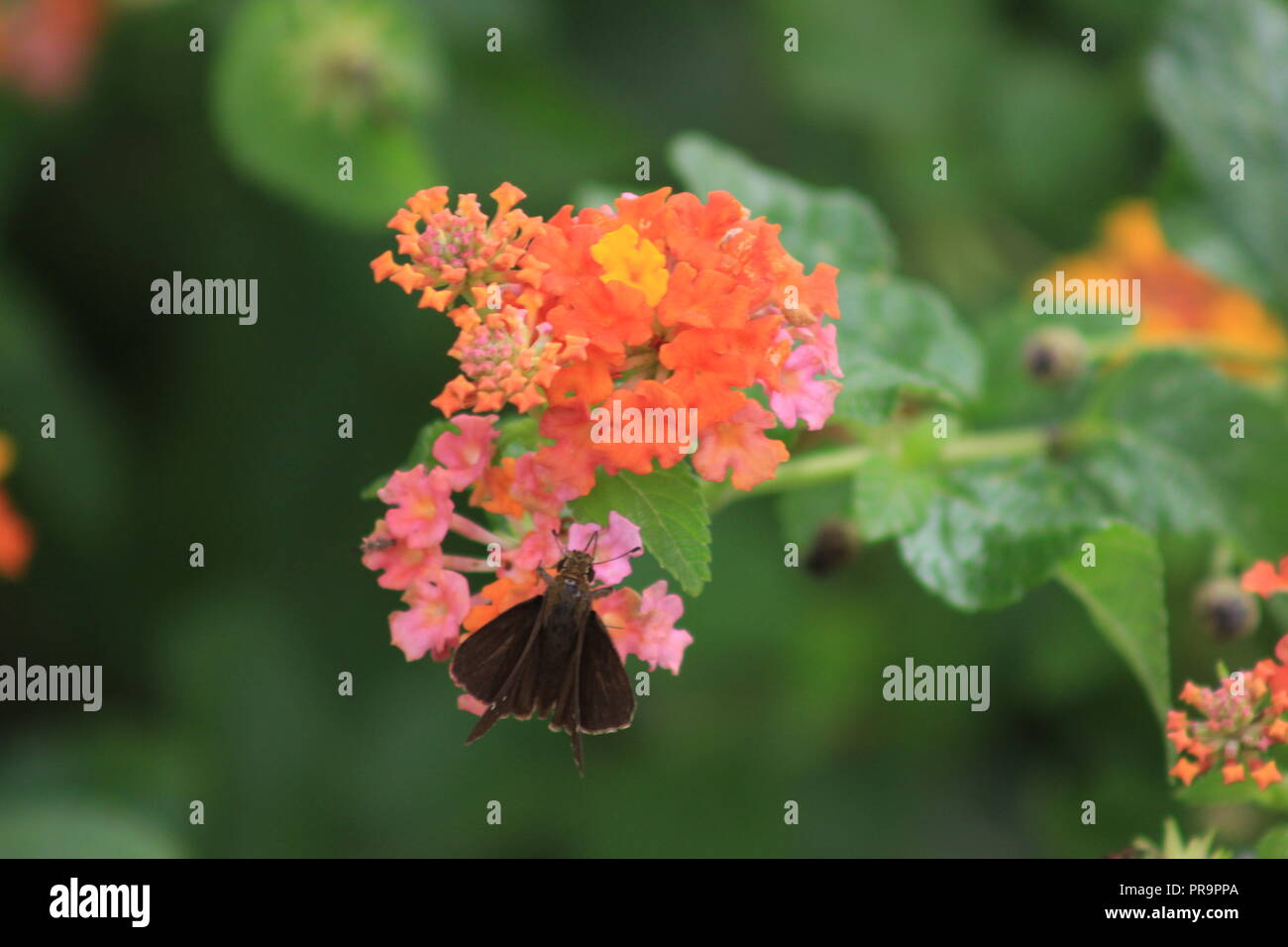 Greenery flowers hi-res stock photography and images - Alamy