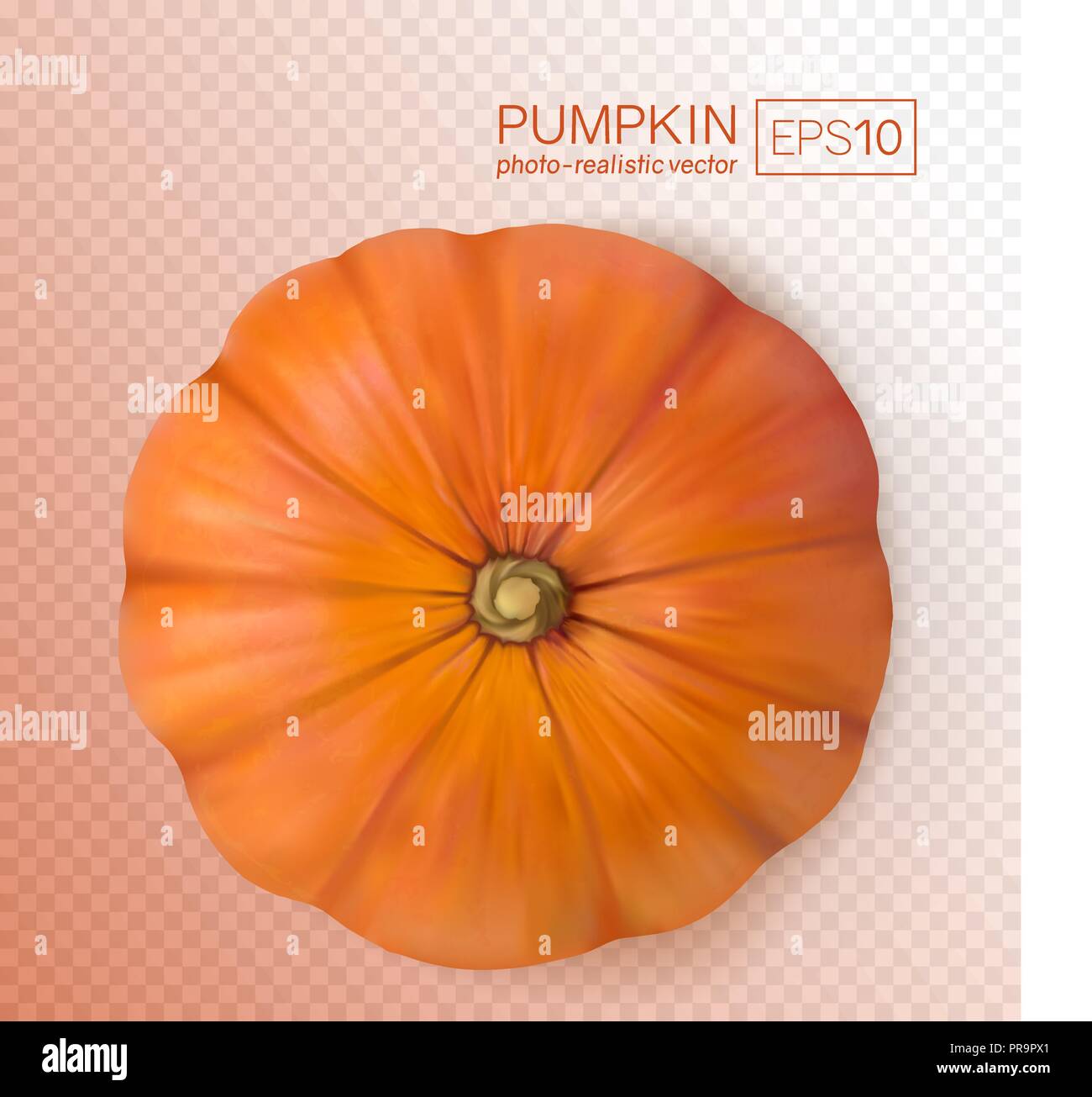 Fresh raw squash pumpkins Stock Vector Images - Alamy