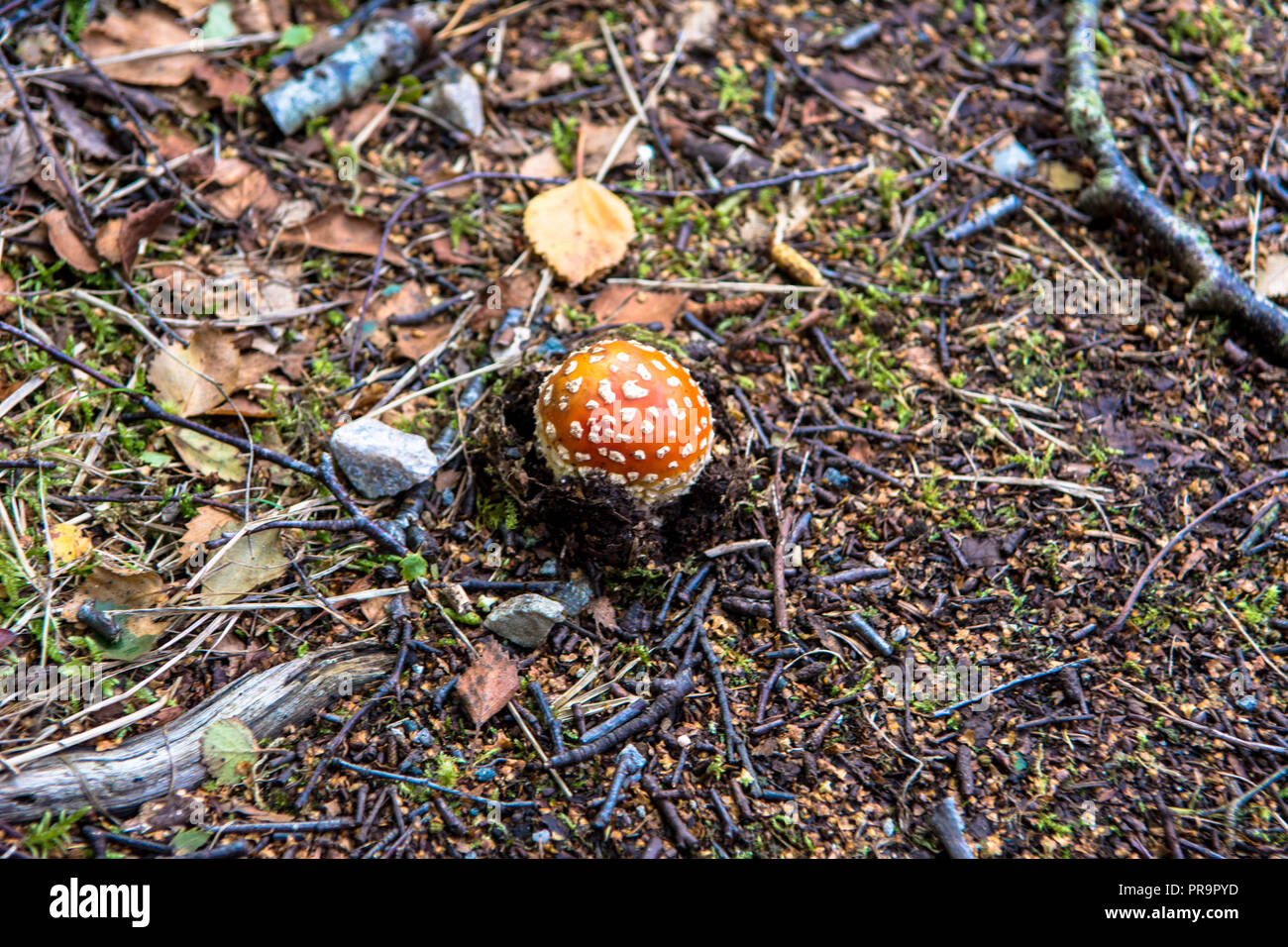 Fungi Toadstools Mushroom Fungus Stock Photo - Alamy