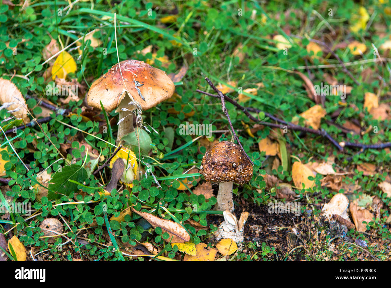 Fungi Toadstools Mushroom Fungus Stock Photo - Alamy