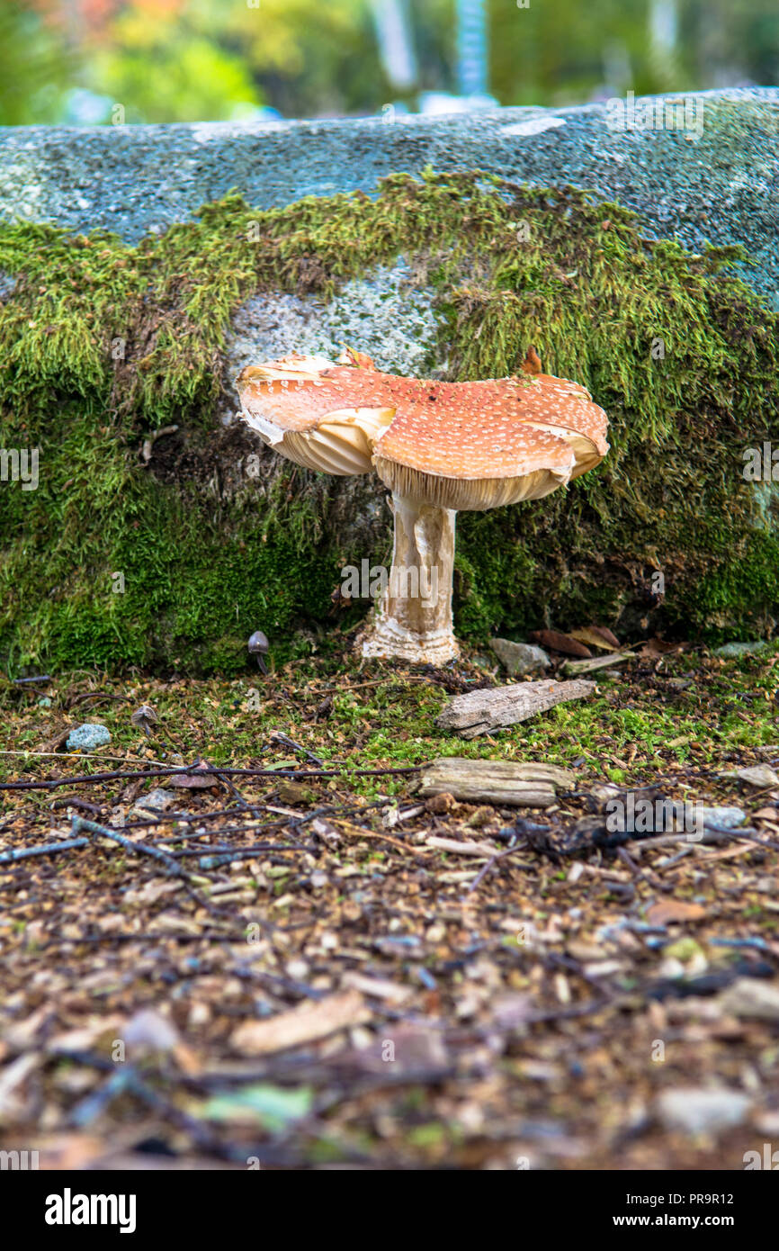 Fungi Toadstools Mushroom Fungus Stock Photo - Alamy