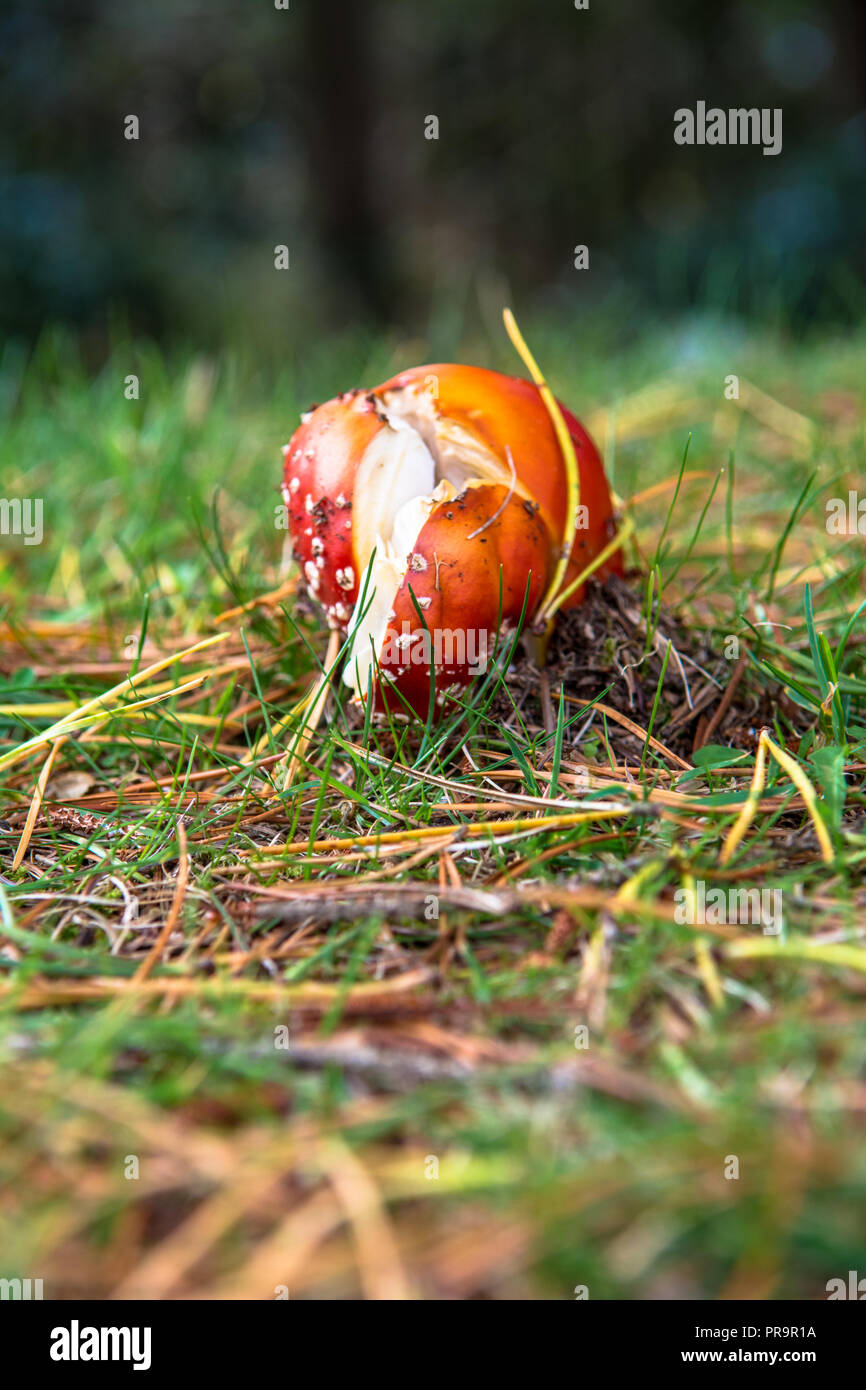 Fungi Toadstools Mushroom Fungus Stock Photo - Alamy