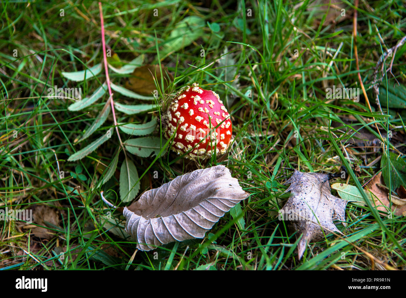 Fungi Toadstools Mushroom Fungus Stock Photo - Alamy