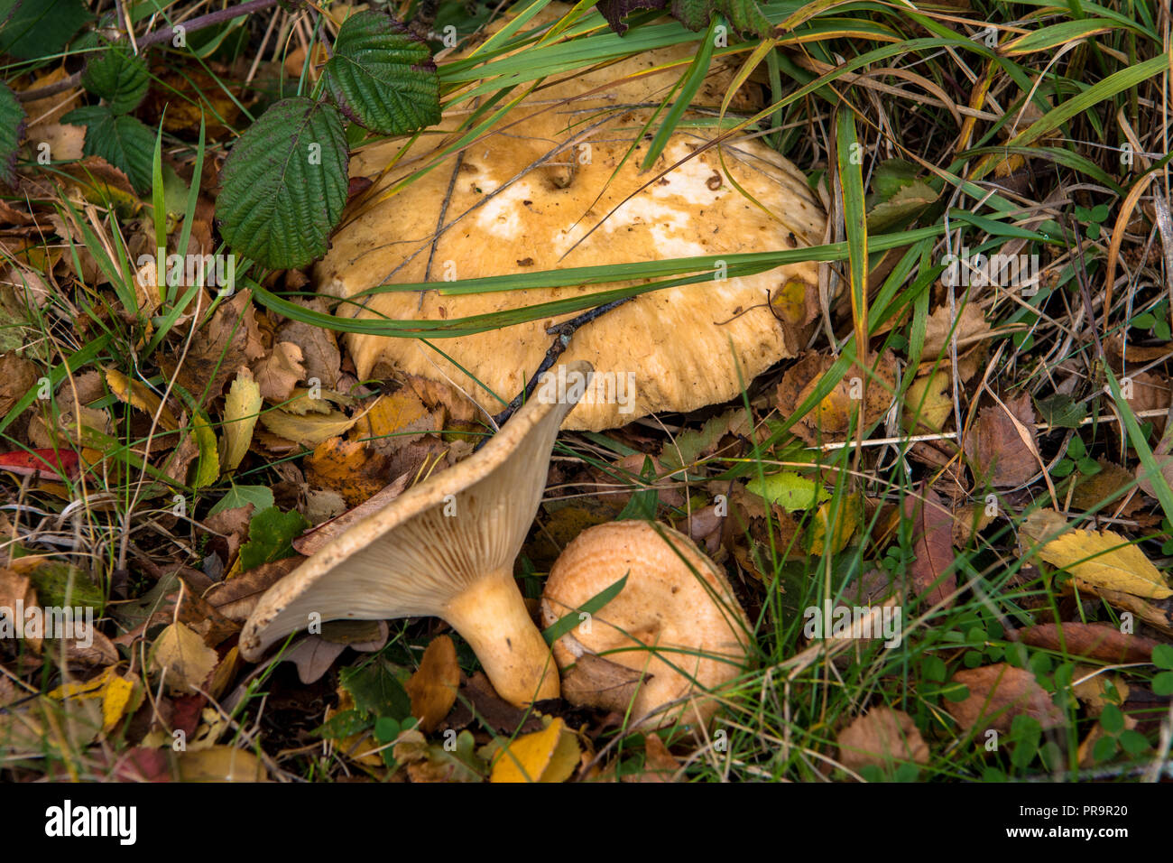 Fungi Toadstools Mushroom Fungus Stock Photo - Alamy