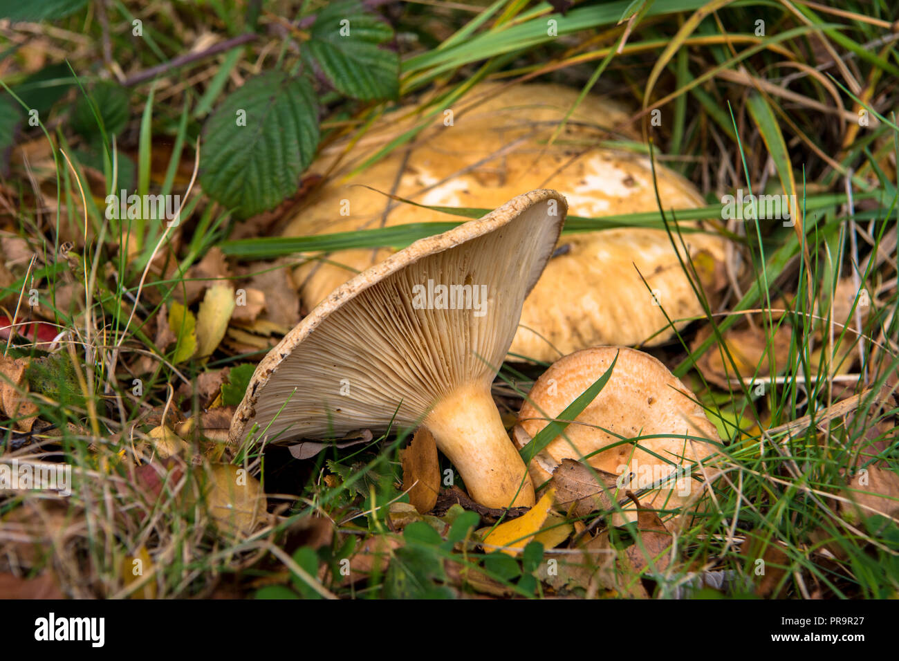 Fungi Toadstools Mushroom Fungus Stock Photo - Alamy