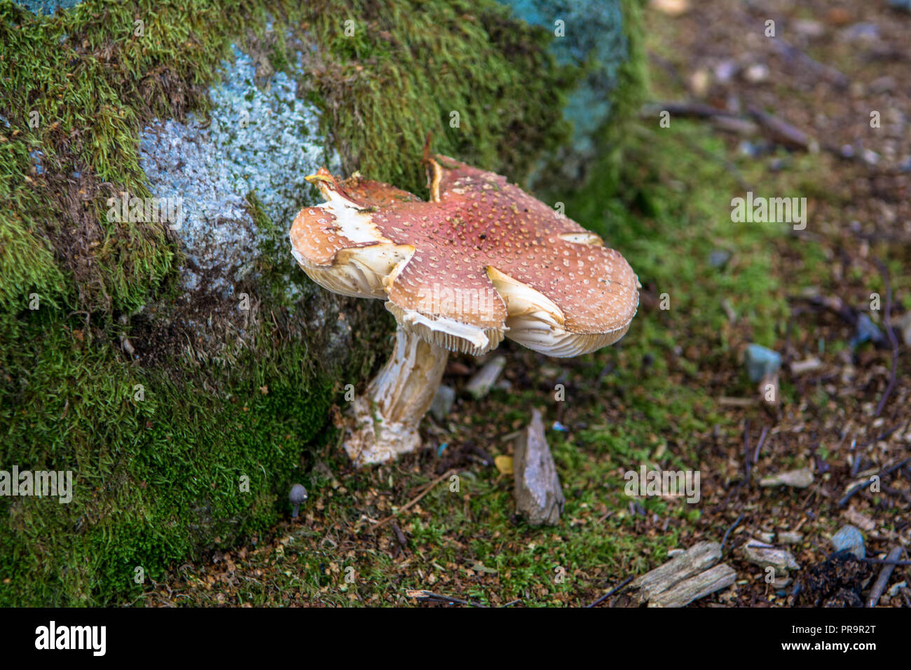 Fungi Toadstools Mushroom Fungus Stock Photo - Alamy