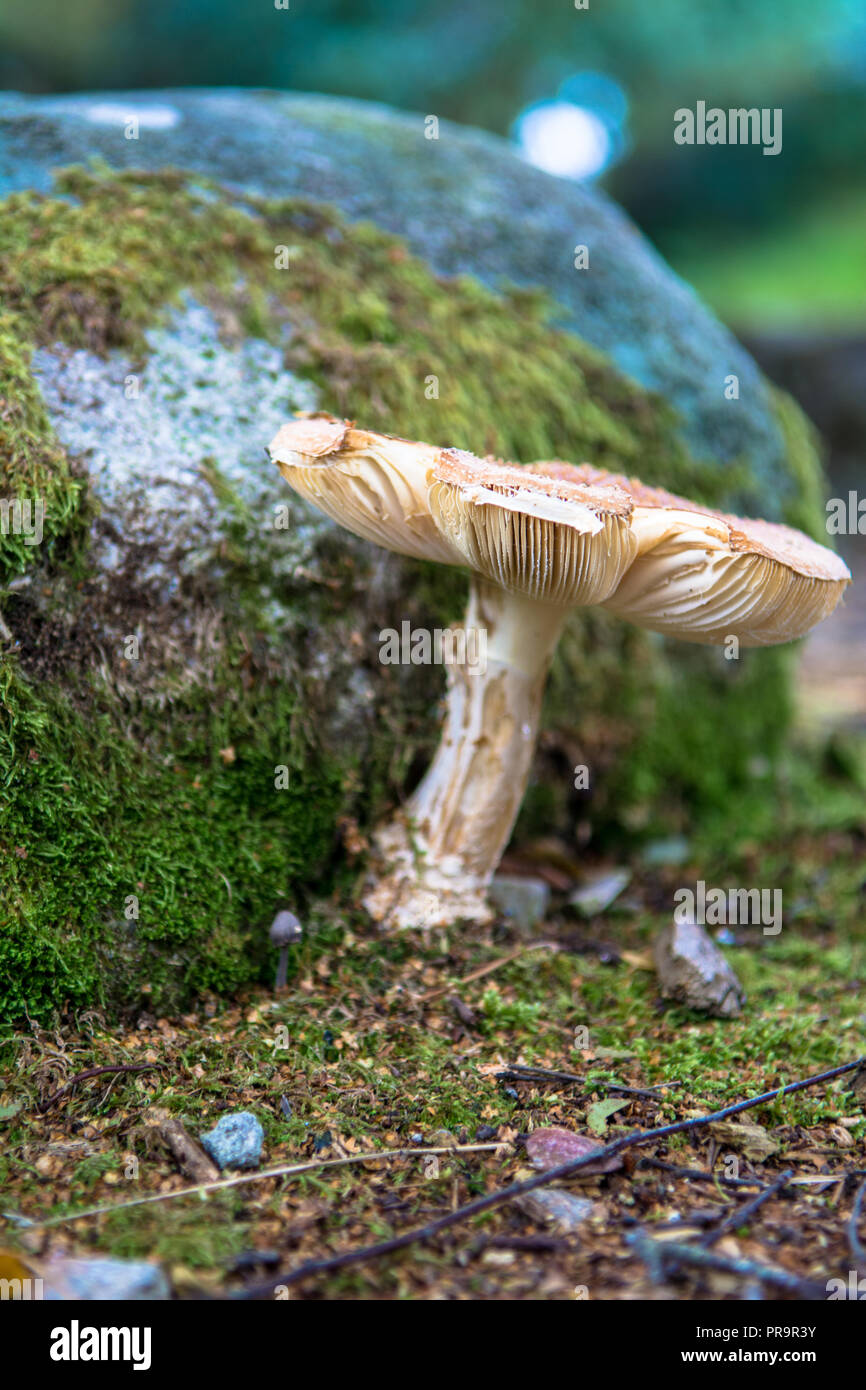 Fungi Toadstools Mushroom Fungus Stock Photo - Alamy