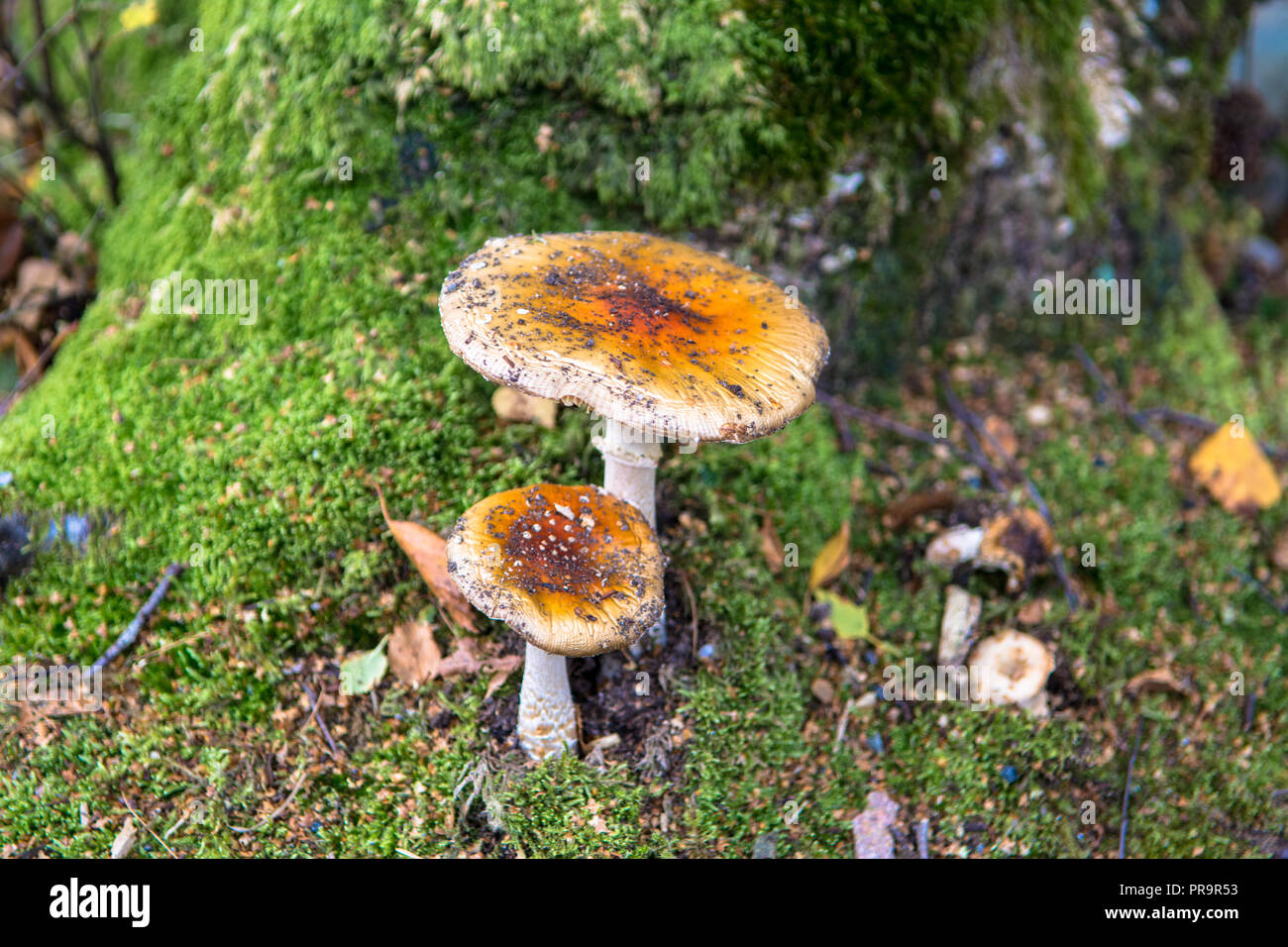 Fungi Toadstools Mushroom Fungus Stock Photo - Alamy