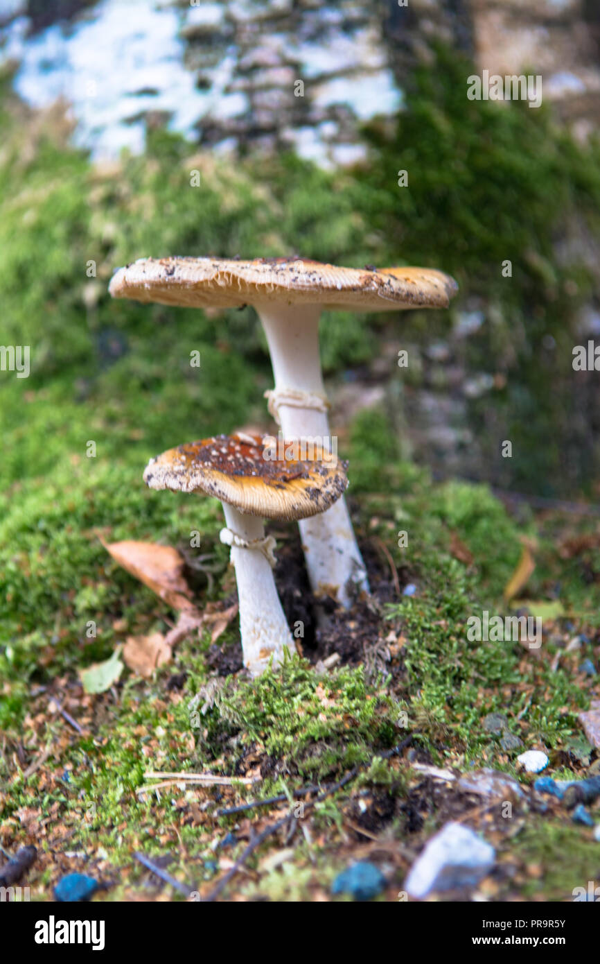 Fungi Toadstools Mushroom Fungus Stock Photo - Alamy