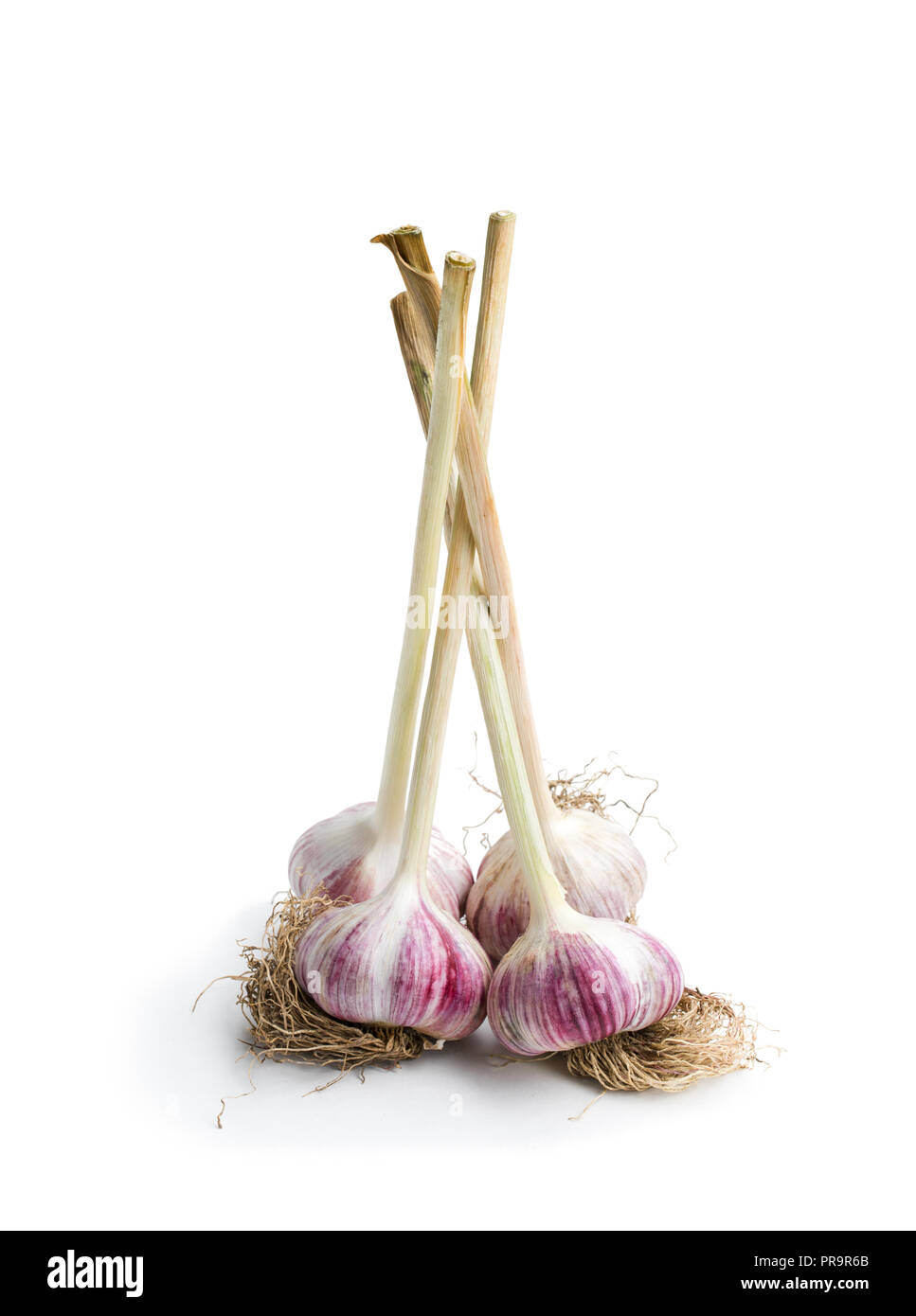 Garlic bulbs with stem and root isolated on white Stock Photo - Alamy