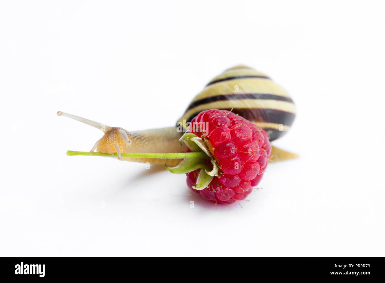 Snail exploring raspberry isolated on white. Concept of healthy food ...