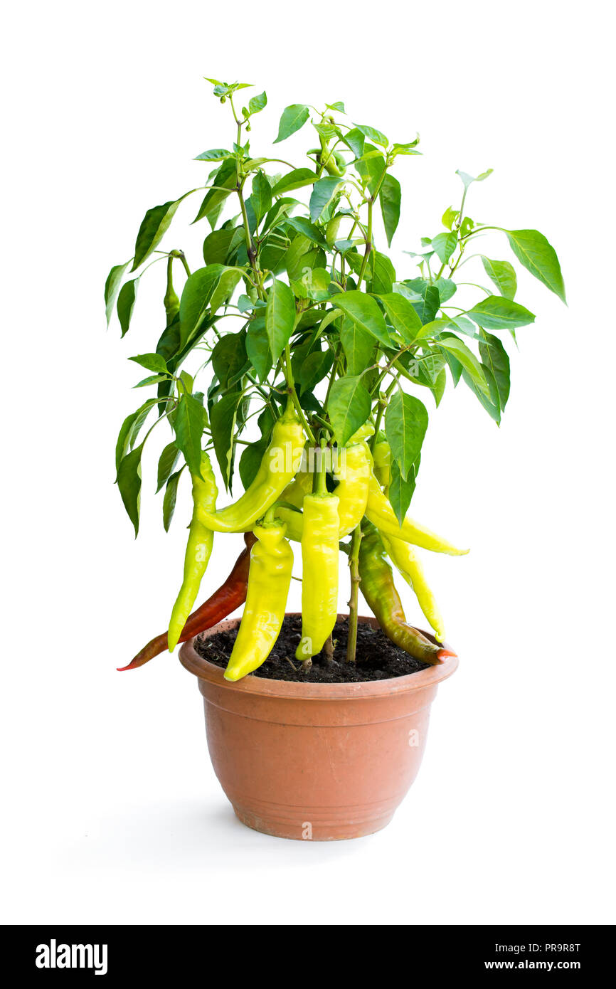 Spicy red and green pepper plant in the pot isolated on white Stock ...