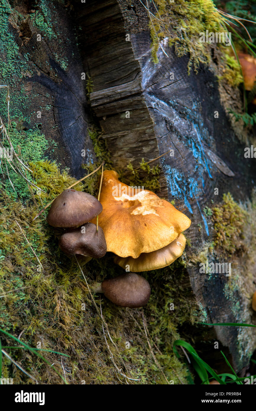 Fungi Toadstools Mushroom Fungus Stock Photo - Alamy